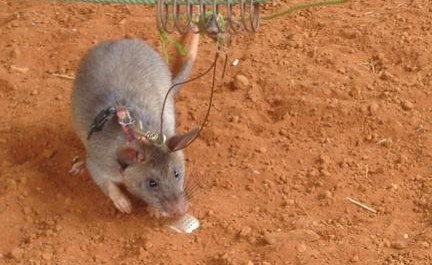 Tanzania: Giant Rats Increase Their Attack On Tuberculosis in Tanzania ...