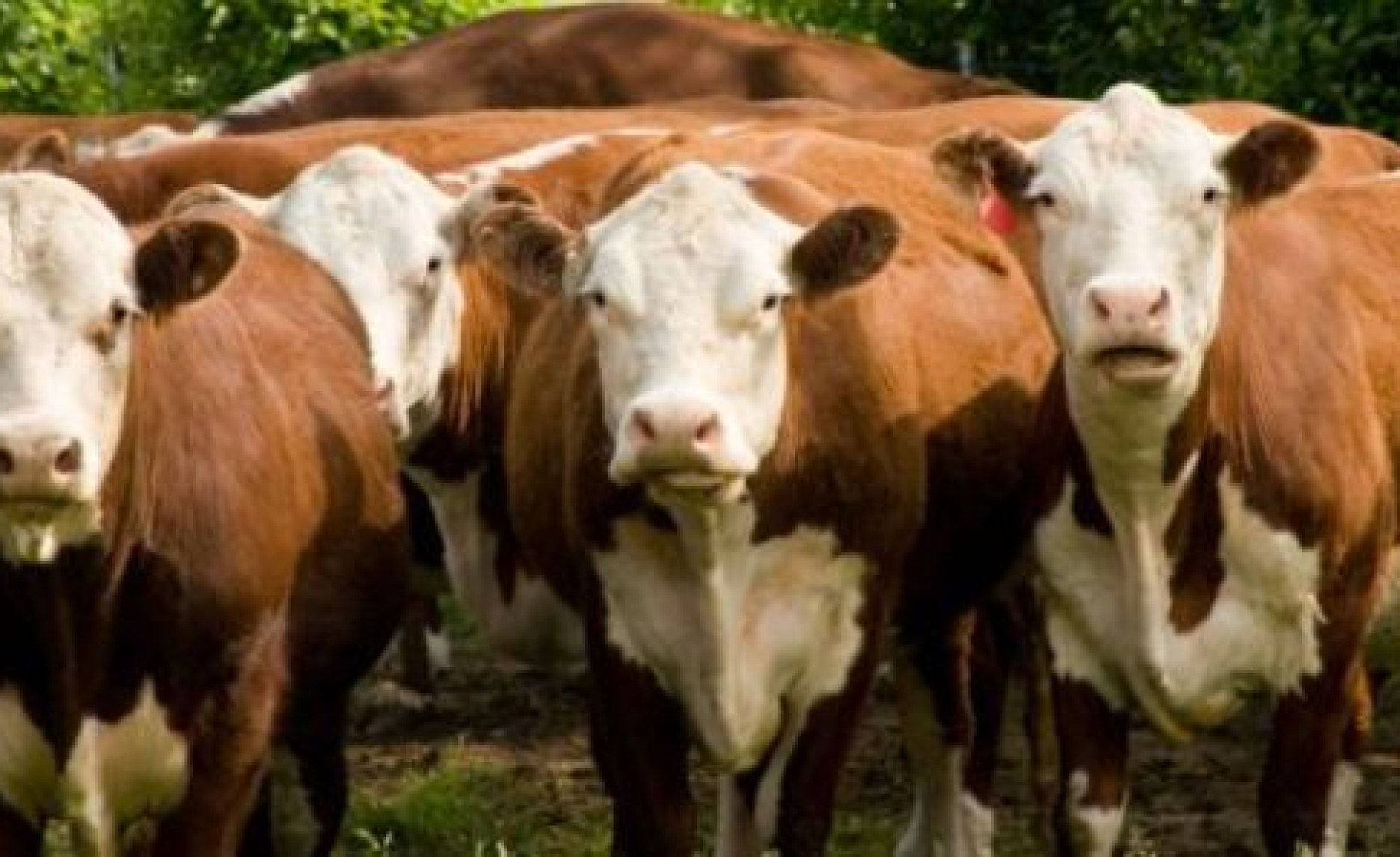 Angola and France Focus On Farming, Cattle Breeding Staff Training ...