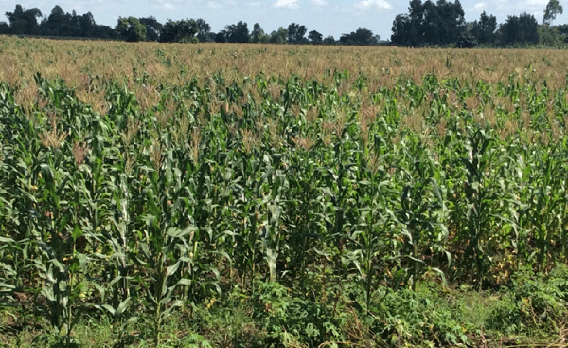 Uganda: Shortage of Drought-Resistant Maize Seed As Farmers Despair ...