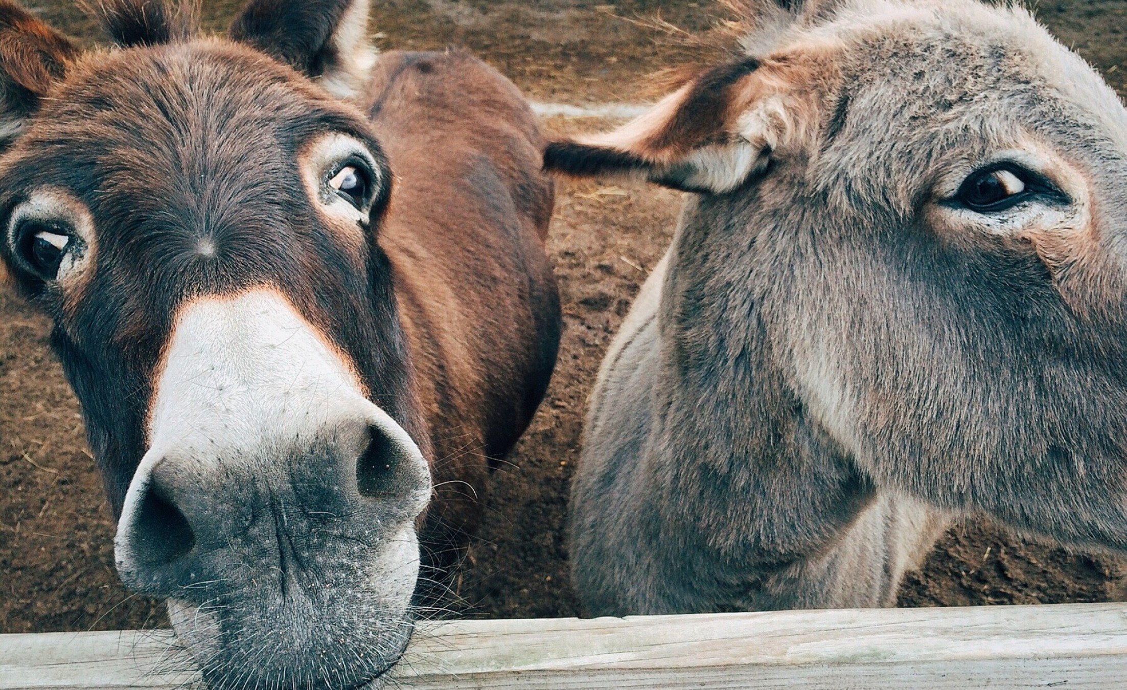 Kenya: Farmers Cash in On High Appetite for Donkey Meat - allAfrica.com