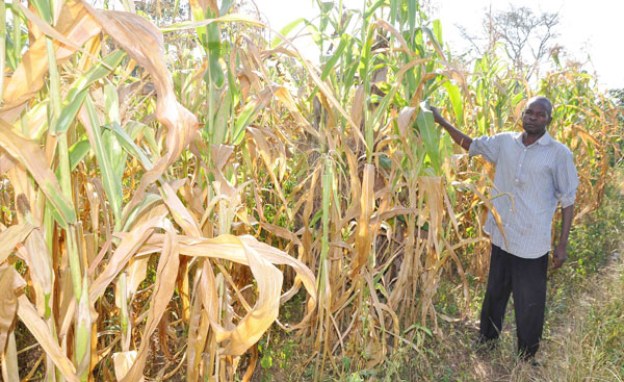 Kenya: Tough Times Ahead as Maize Crop Wilts for Lack of Rain ...