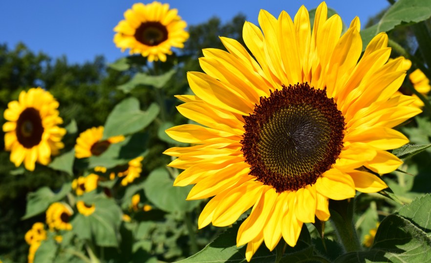 Zimbabwe: Sunflower a Bright Glow in New Farming Mix - allAfrica.com