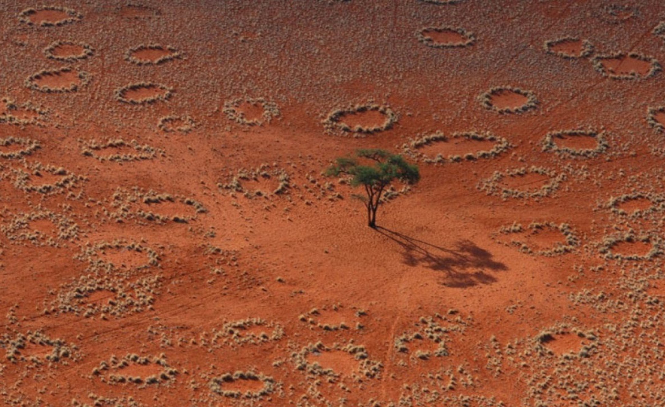 Namibia: The Mystery of Namibia's Desert 'Fairy Circles' - allAfrica.com