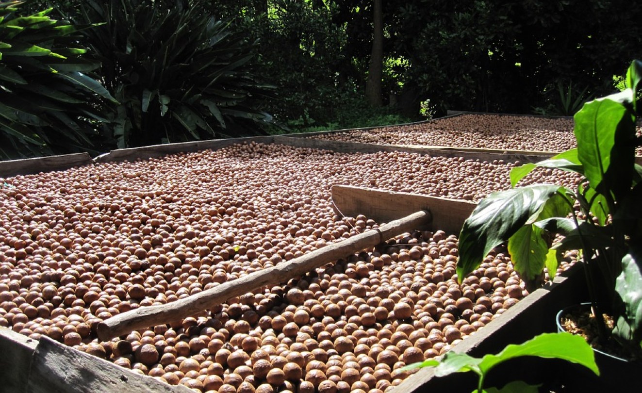 Rwanda: The Untapped Potential of Macadamia, the 'Gold Nuts ...