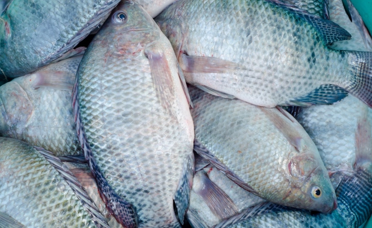 Nigerian Fish Farmers Ask Govt to Ban Tilapia Import - allAfrica.com