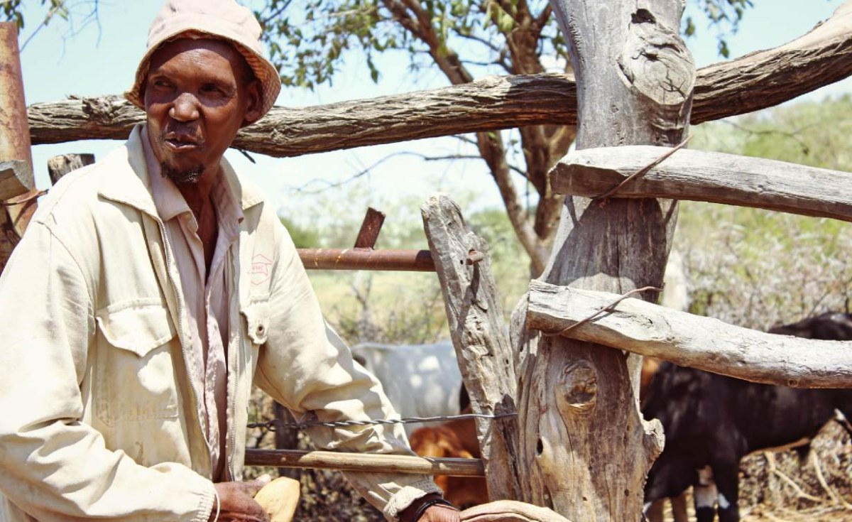 Botswana: Cattle Farming Lucrative Business - allAfrica.com