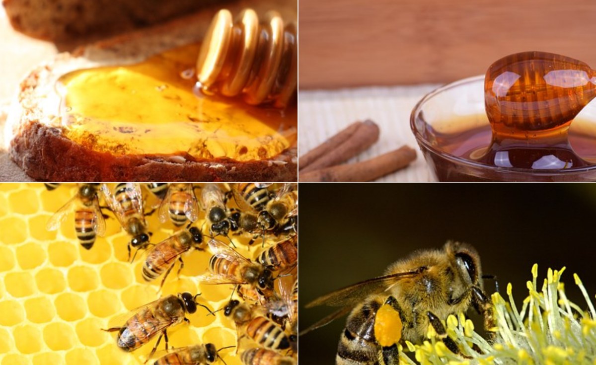 Malawi: Farmers Improve Livelihoods Through Enhancement of Bee Farming ...