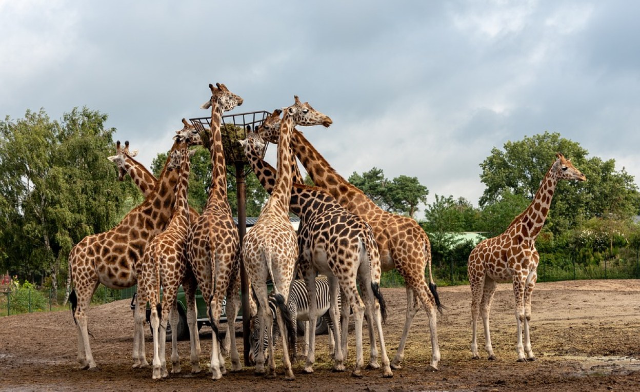 Namibia: Dwarf Giraffe Discovered in Namibia - allAfrica.com