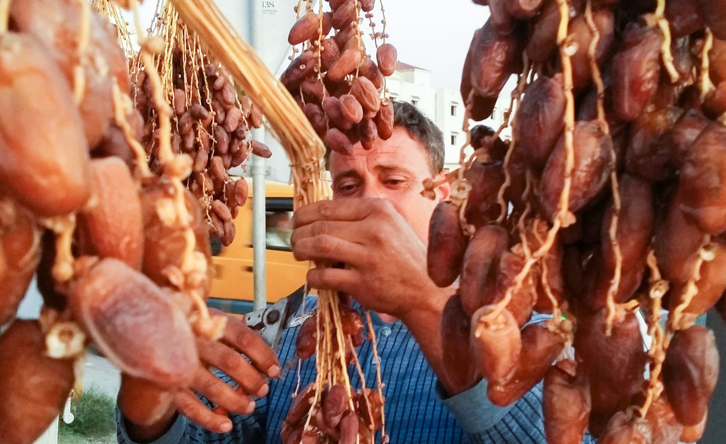 Algeria: Date Farmers Harvest Bitter Fruits of Climate Change ...