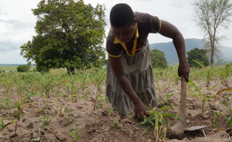 High Hopes As Malawi Legalises Marijuana Growing - allAfrica.com