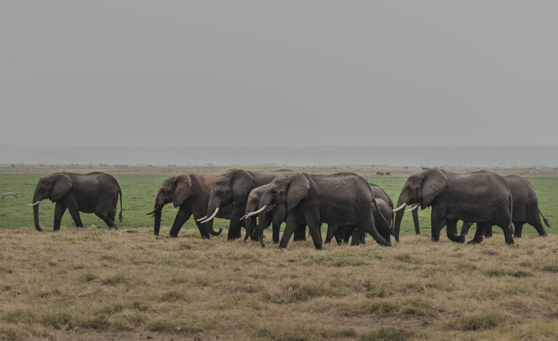 African Elephants Face Extinction Due to Poaching, Shrinking Habitats ...