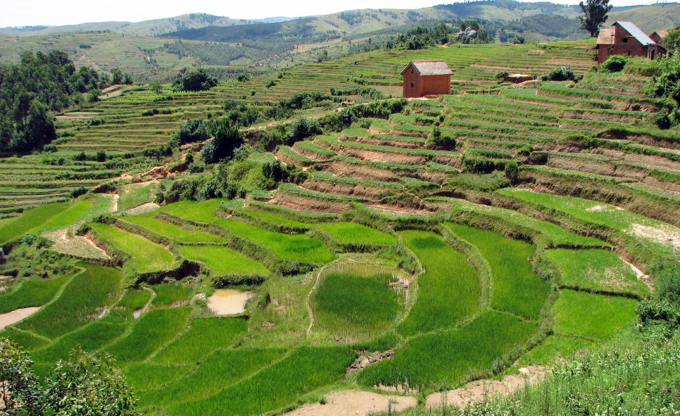 Madagascar: Foreign Agriculture Investments Don't Always Threaten Food ...