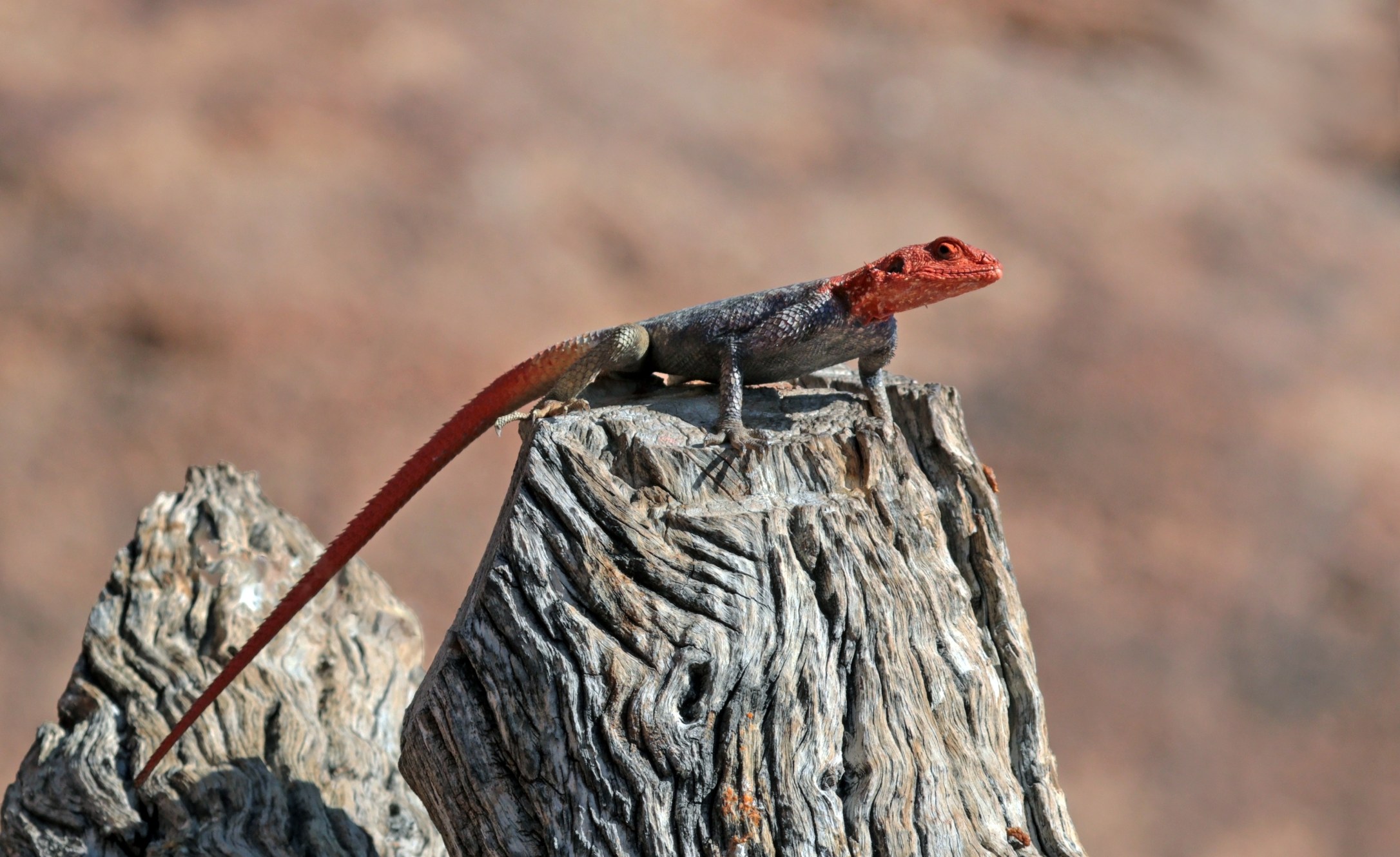 Southern Africa: How Predators May Have Shaped the Way Some Southern ...