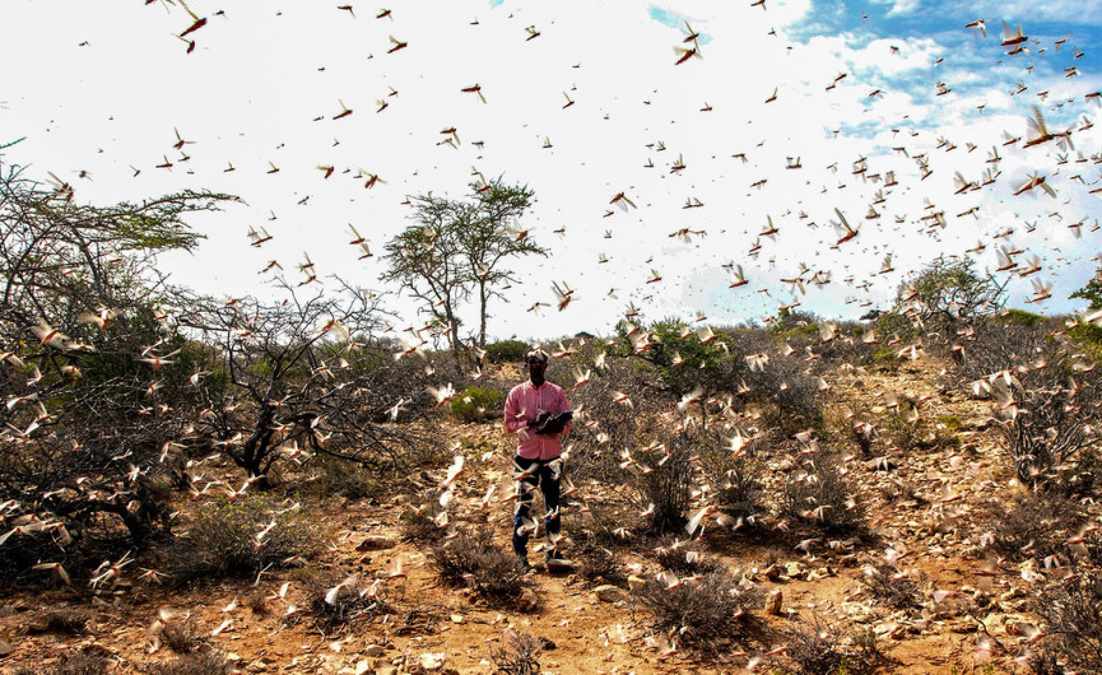 East Africa: Hunger Looms Amid New Locust Invasion, Covid, Drought and ...