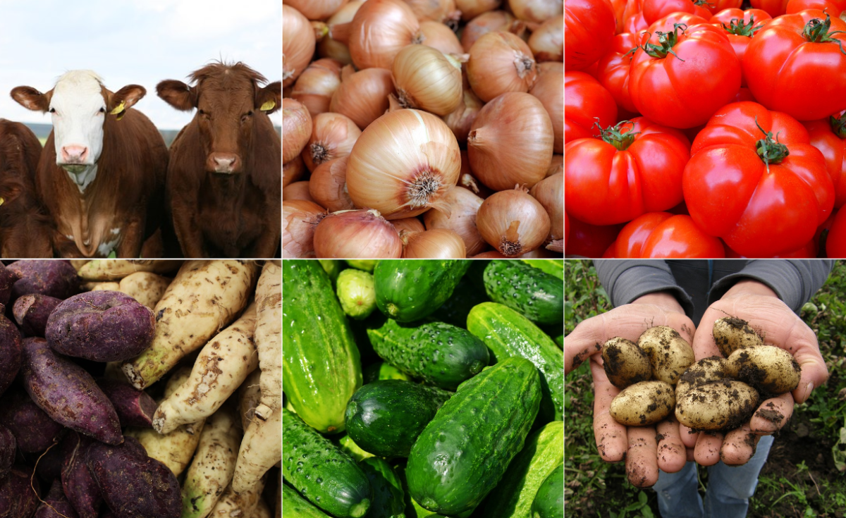 Namibia Turns to Urban Agriculture for Sustainable Food Security ...