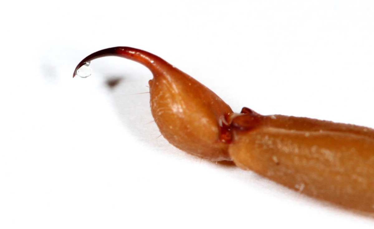 Moroccan University Pioneers Robotic Extraction of Scorpion Venom ...